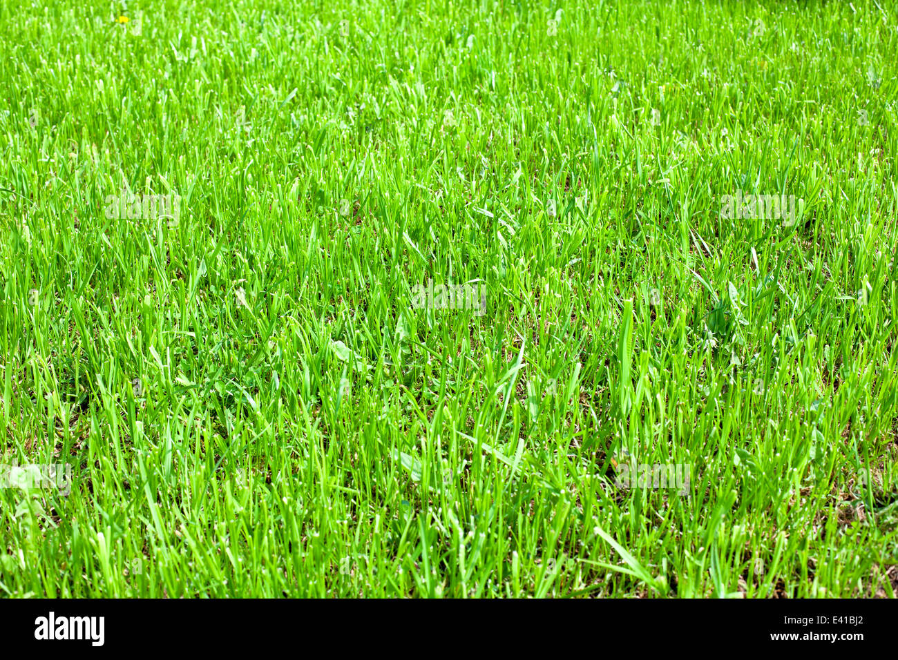 Green grass background horizontal view Stock Photo - Alamy