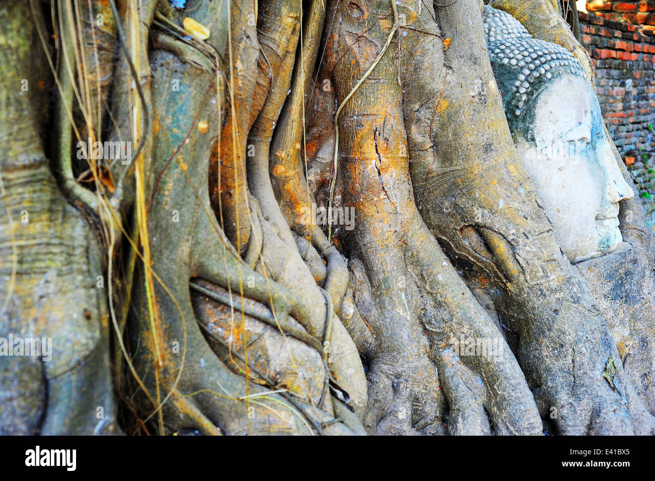 Thailand ayutthaya sacred tree hi-res stock photography and images - Alamy