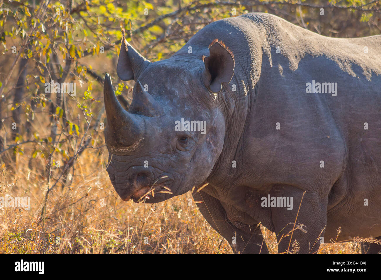 Black rhino in the wild Stock Photo - Alamy