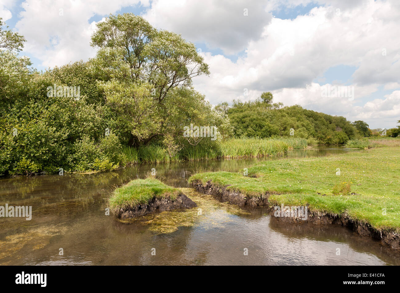 River Test peat riverbank SSSI due to diversity showing signs of ...