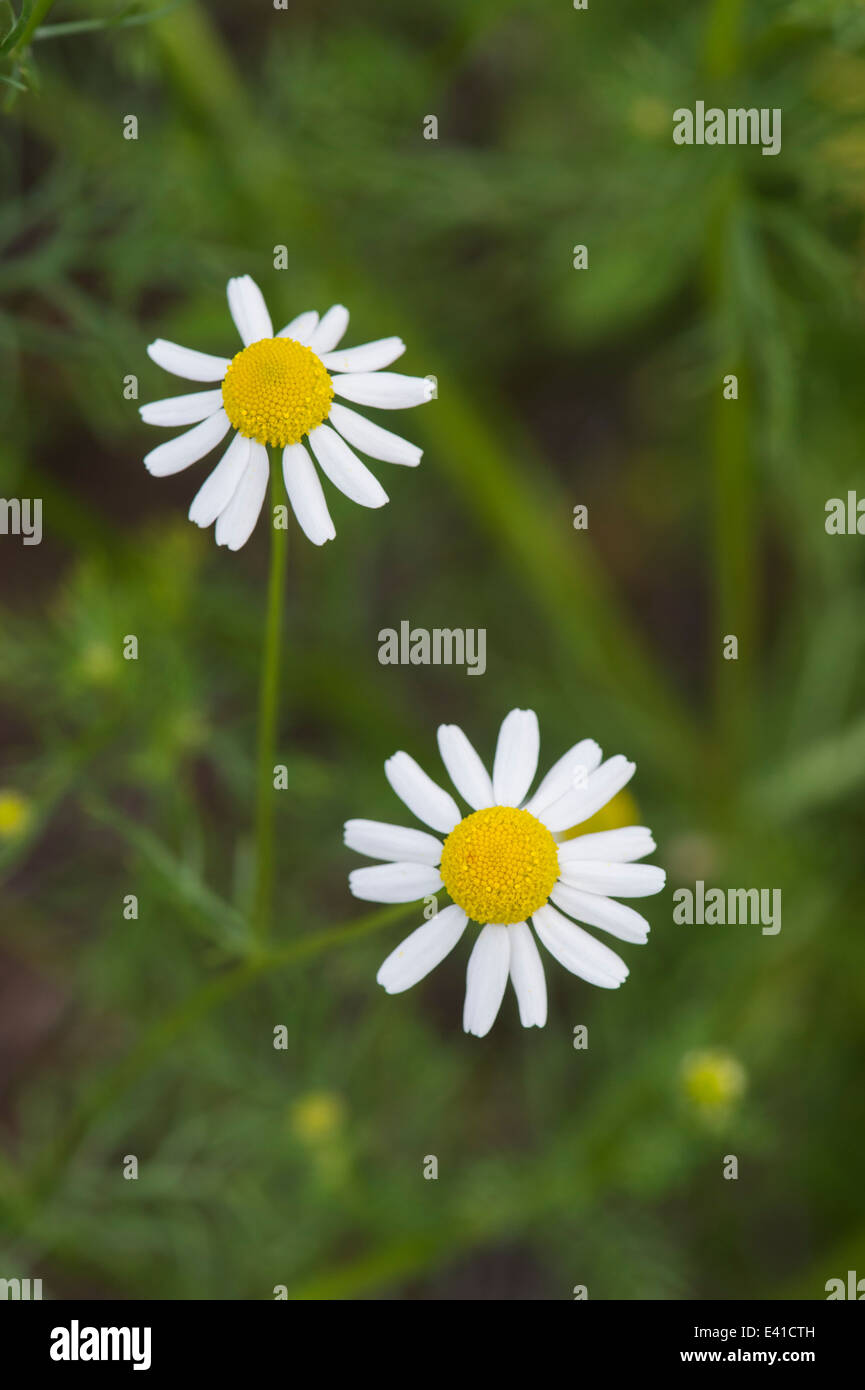 Matricaria recutita. German Chamomile flowers Stock Photo - Alamy