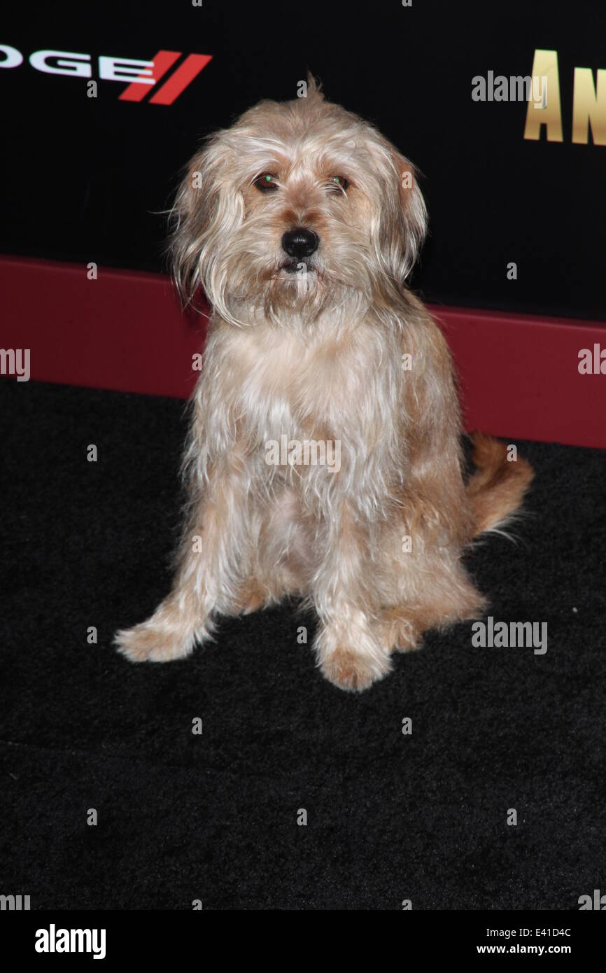 New York premiere of 'Anchorman 2: The Legend Continues' at Beacon ...