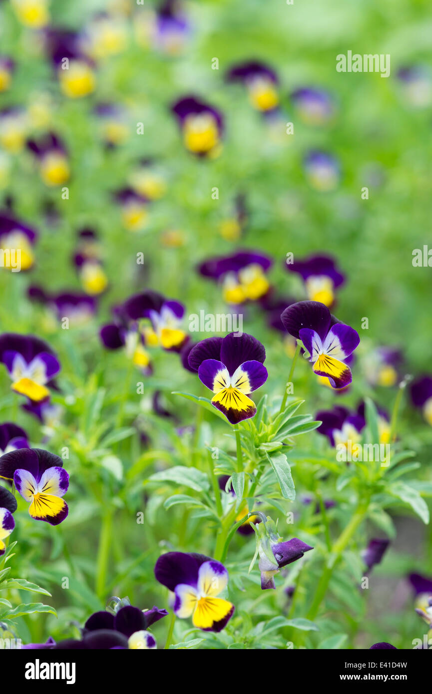 Viola tricolor wild hi-res stock photography and images - Alamy