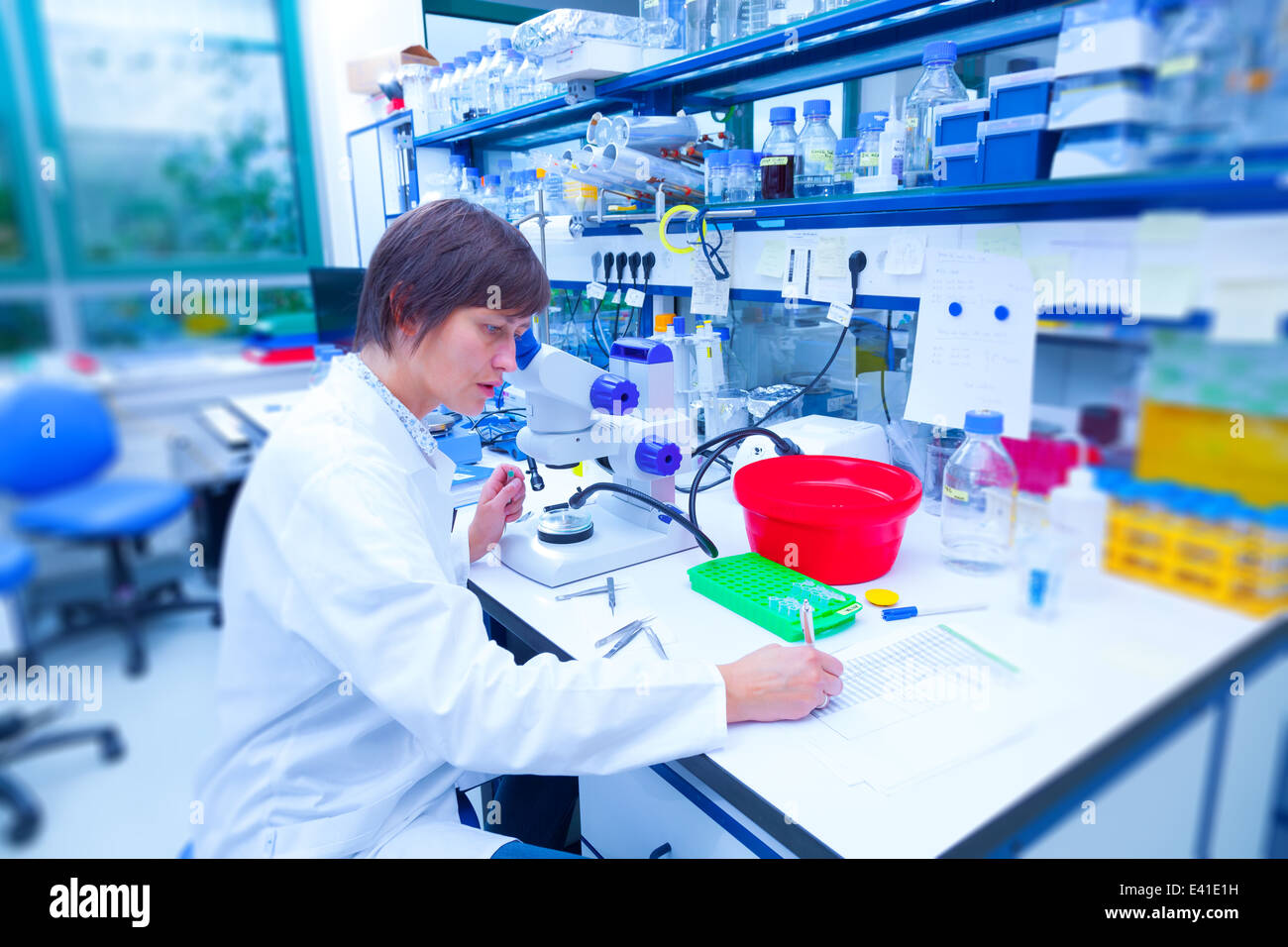 Technician in the microbiology laboratory Stock Photo - Alamy