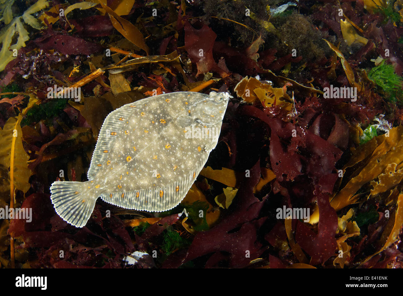 European Plaice, little Strytan, small chimney, Akureyri, Eyjafjord ...