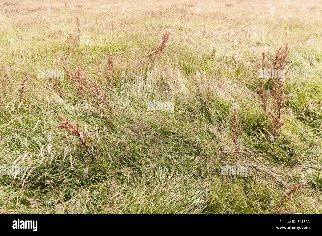Windswept meadow of grasses grass spike standing out source of pollen ...