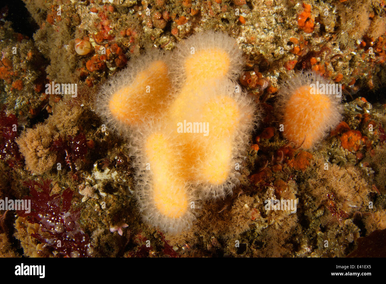 Dead mans fingers sea fingers alcyonium digitatum hi-res stock ...