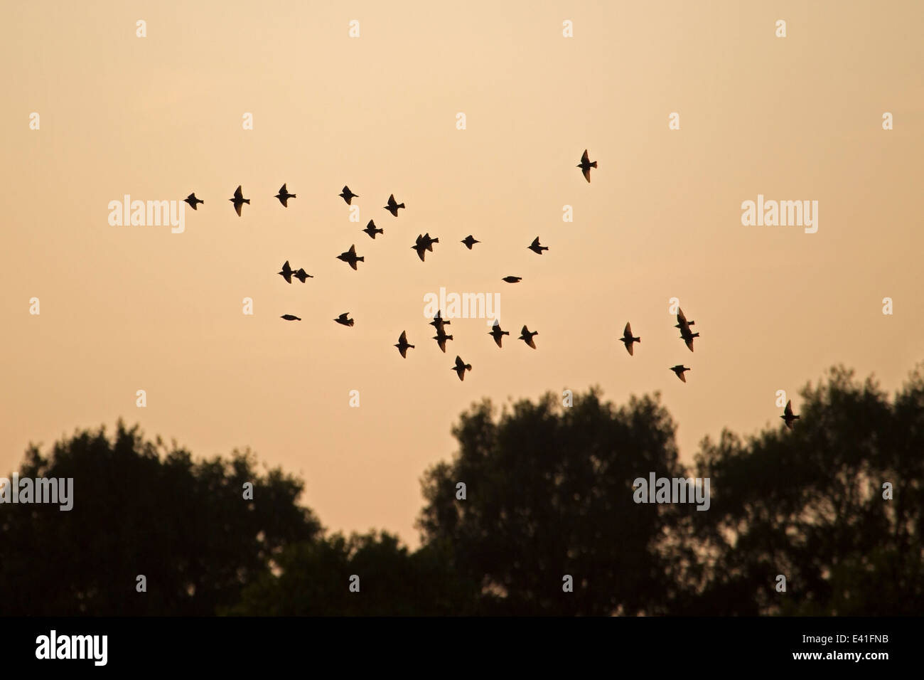 Starling species hi-res stock photography and images - Alamy