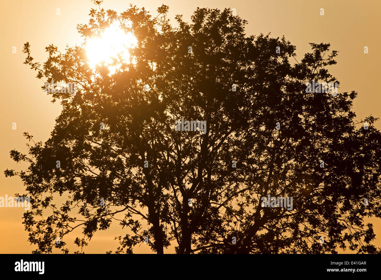 Setting sun shining through the branches of a tree, The Netherlands ...