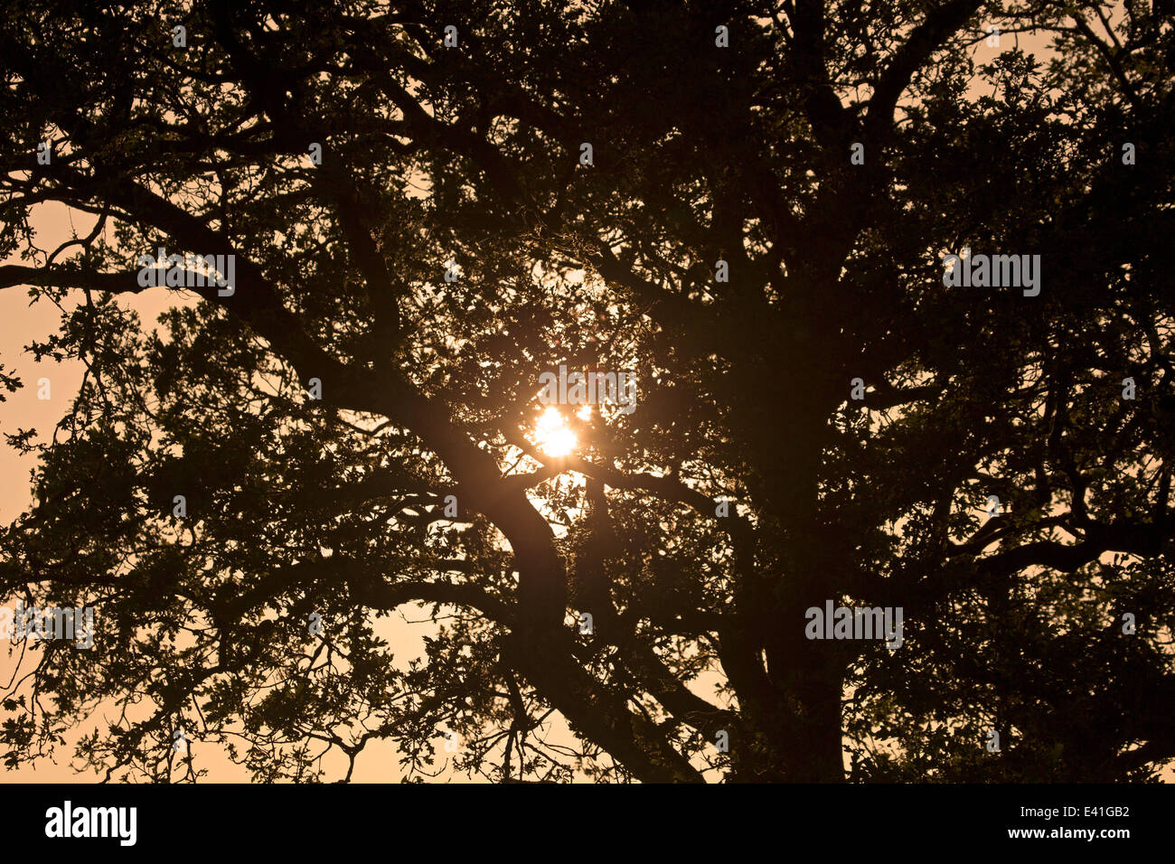 Setting sun shining through the branches of a tree, The Netherlands ...