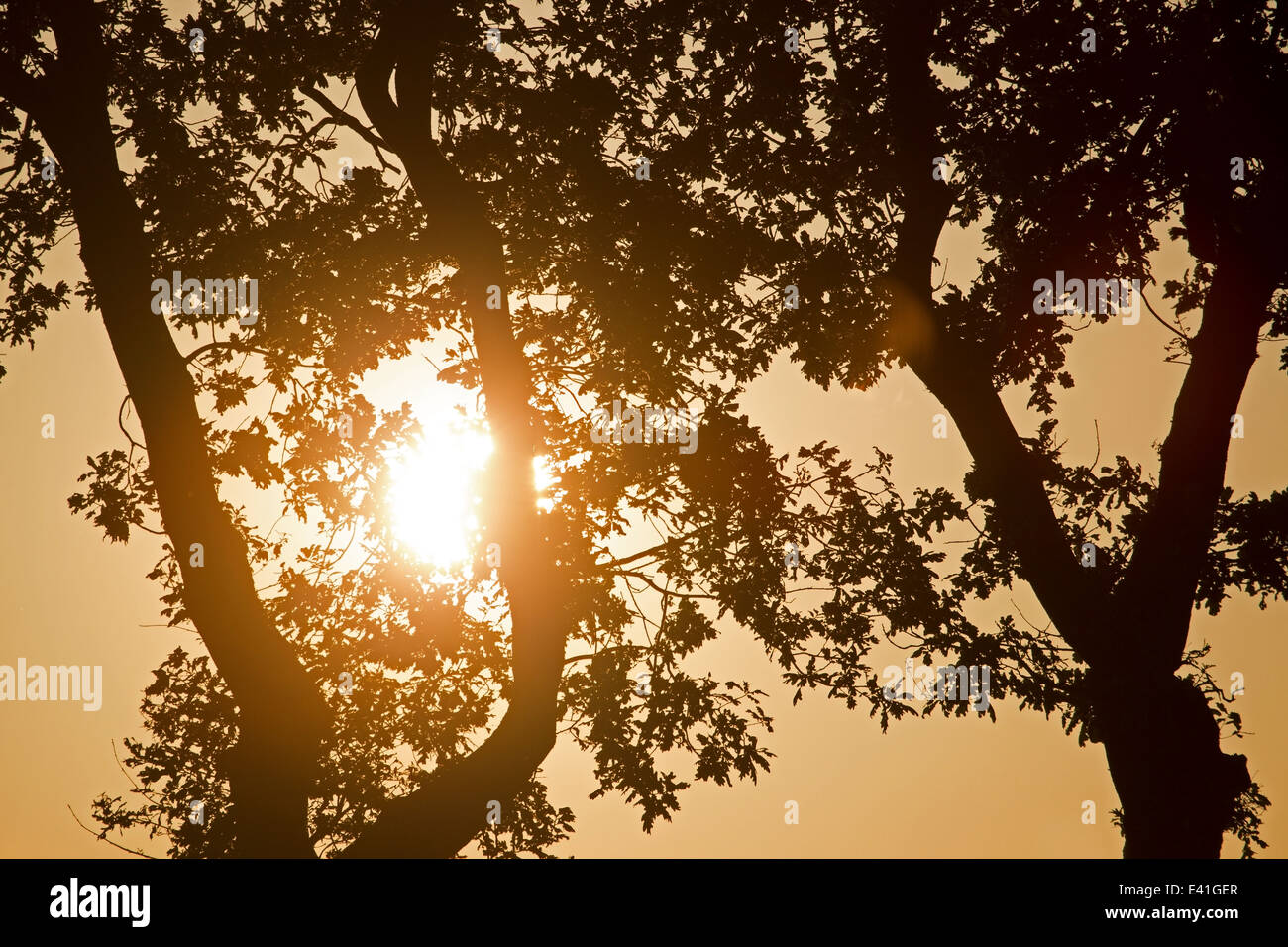 Setting sun and tree silhouette hi-res stock photography and images - Alamy