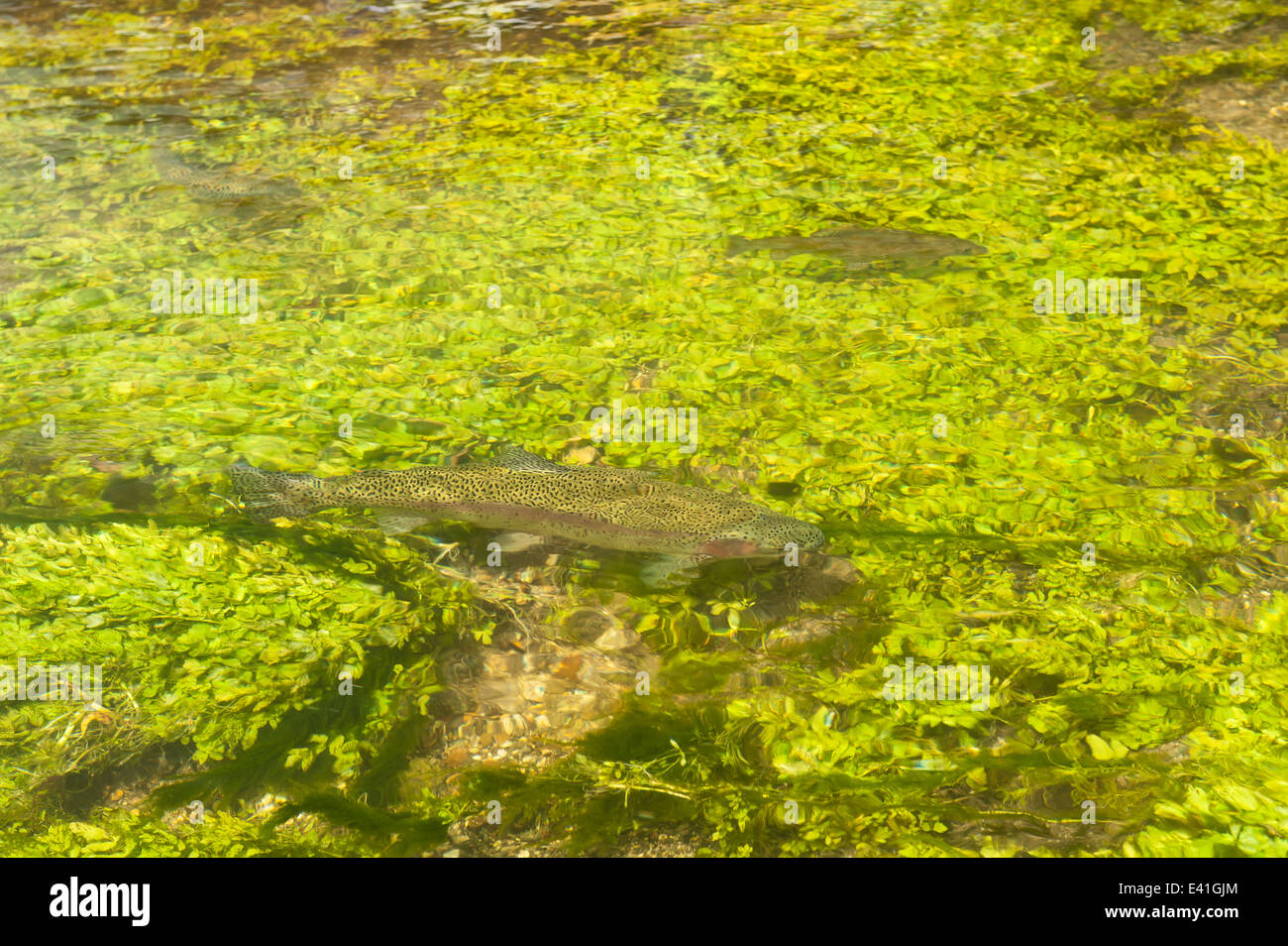rainbow trout swimming in river Test blending in with riverbed plants ...