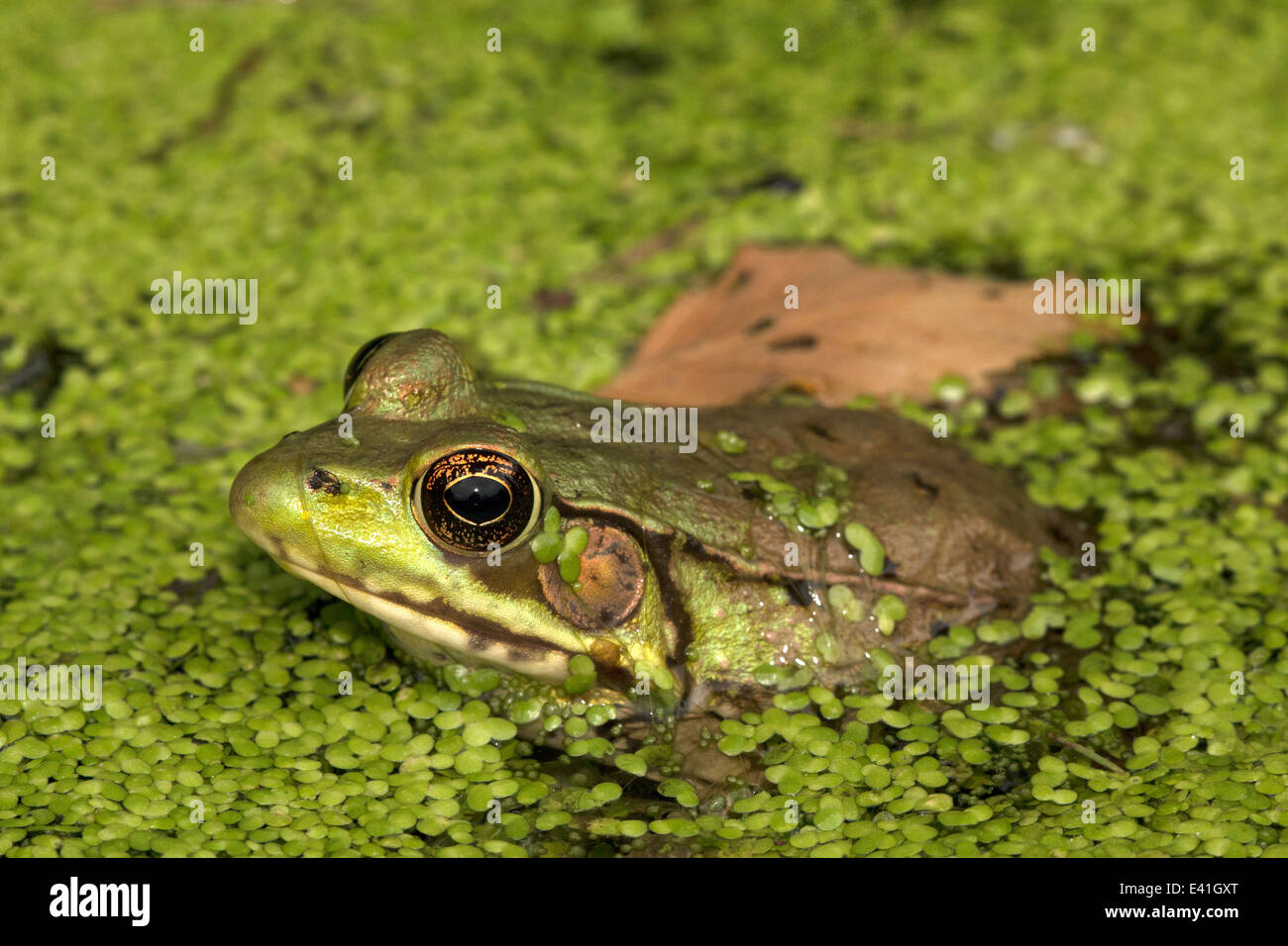 Chytrid skin frog hi-res stock photography and images - Alamy
