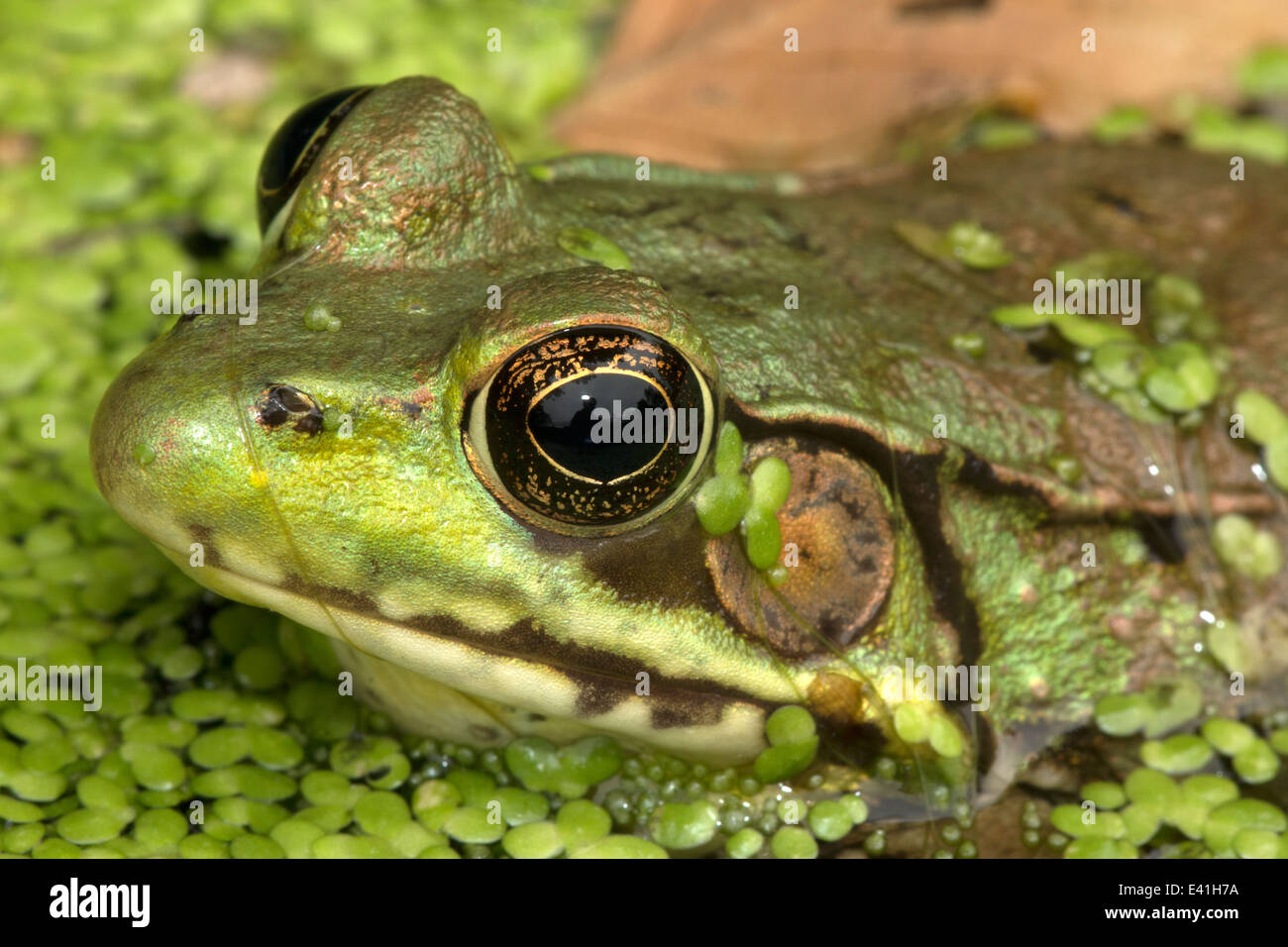 Chytrid skin frog hi-res stock photography and images - Alamy