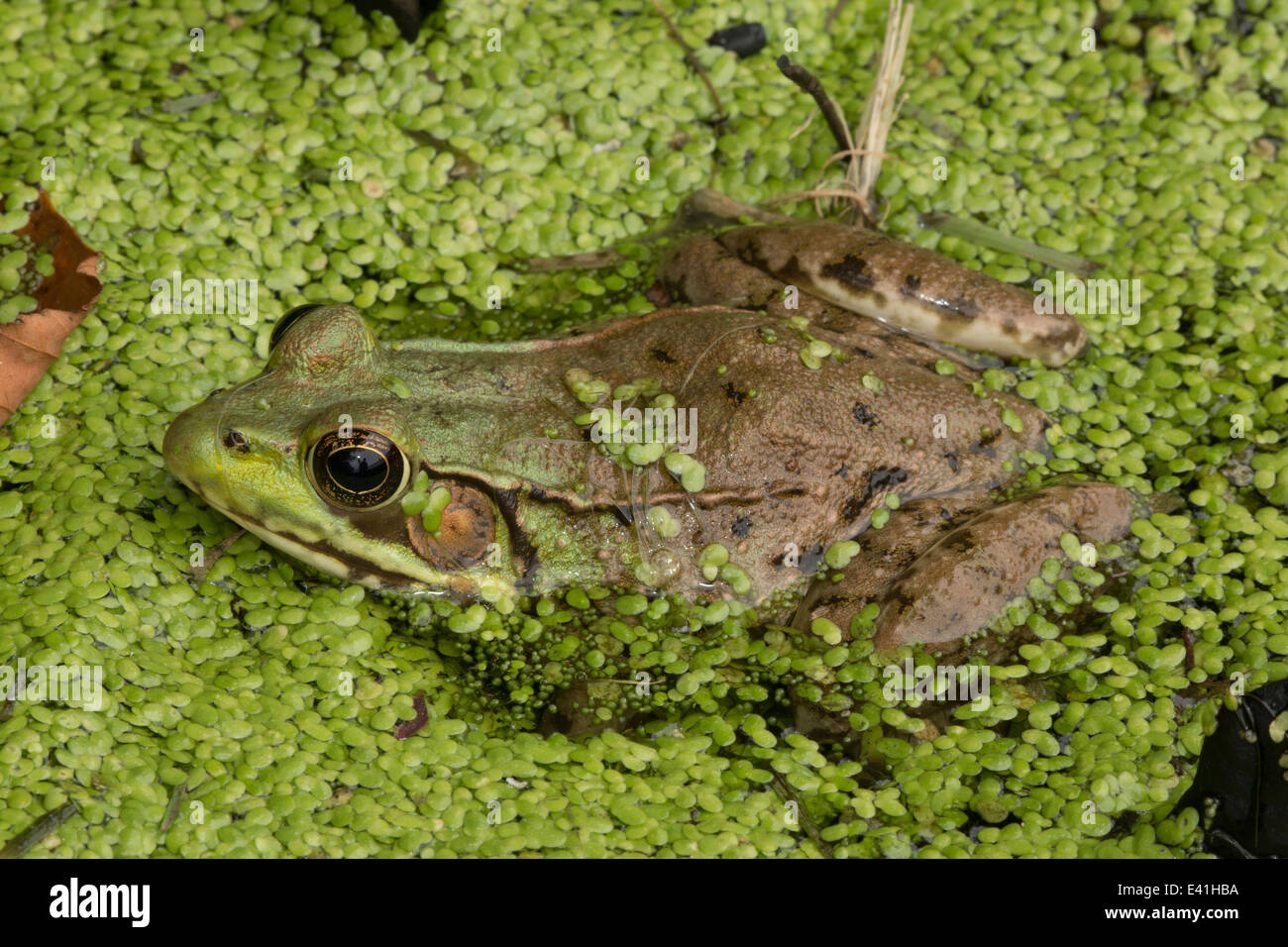 Chytrid skin frog hi-res stock photography and images - Alamy