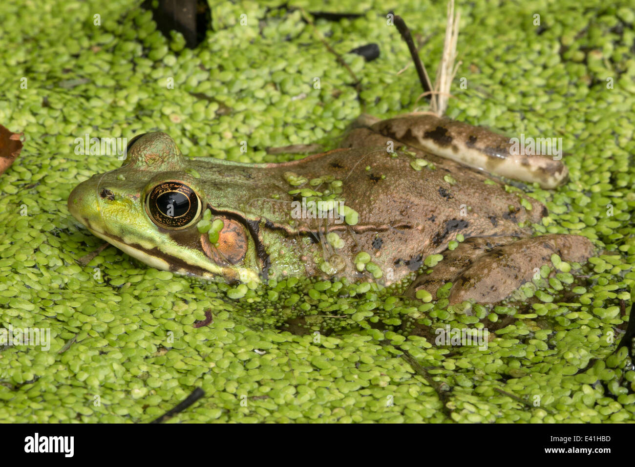 Green frog , Lithobates clamitans, District of Columbia Stock Photo - Alamy