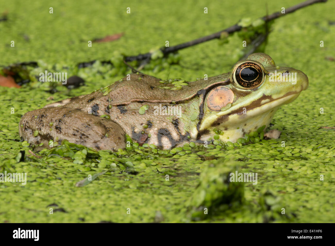Chytrid skin frog hi-res stock photography and images - Alamy
