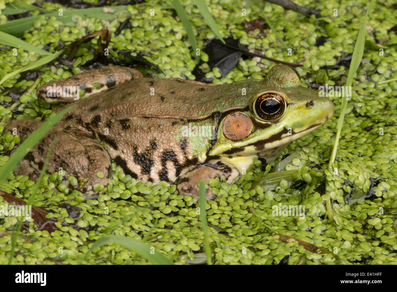 Green frog , Lithobates clamitans, District of Columbia Stock Photo - Alamy