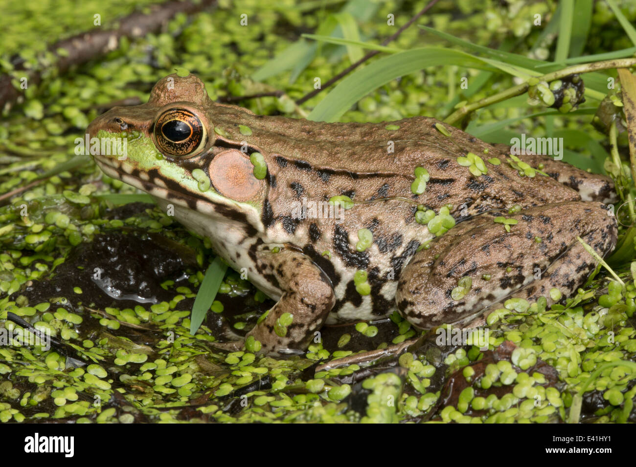 Chytrid skin frog hi-res stock photography and images - Alamy