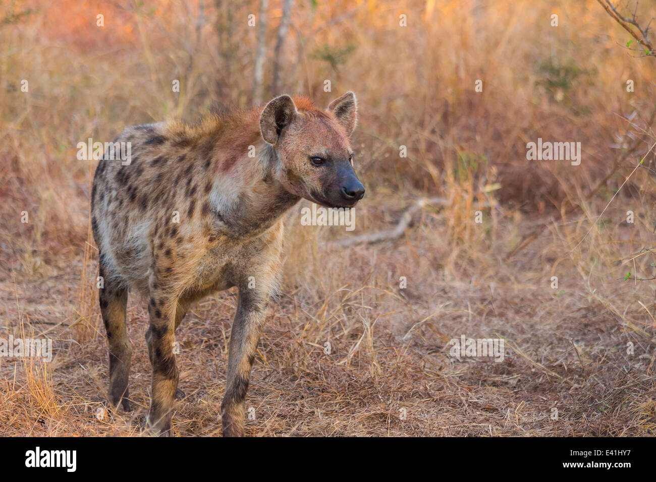 Alert hyena adult Stock Photo - Alamy