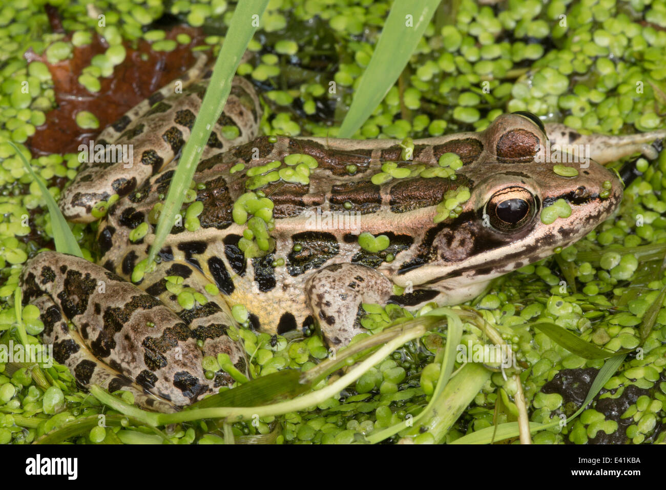 Chytrid skin frog hi-res stock photography and images - Alamy