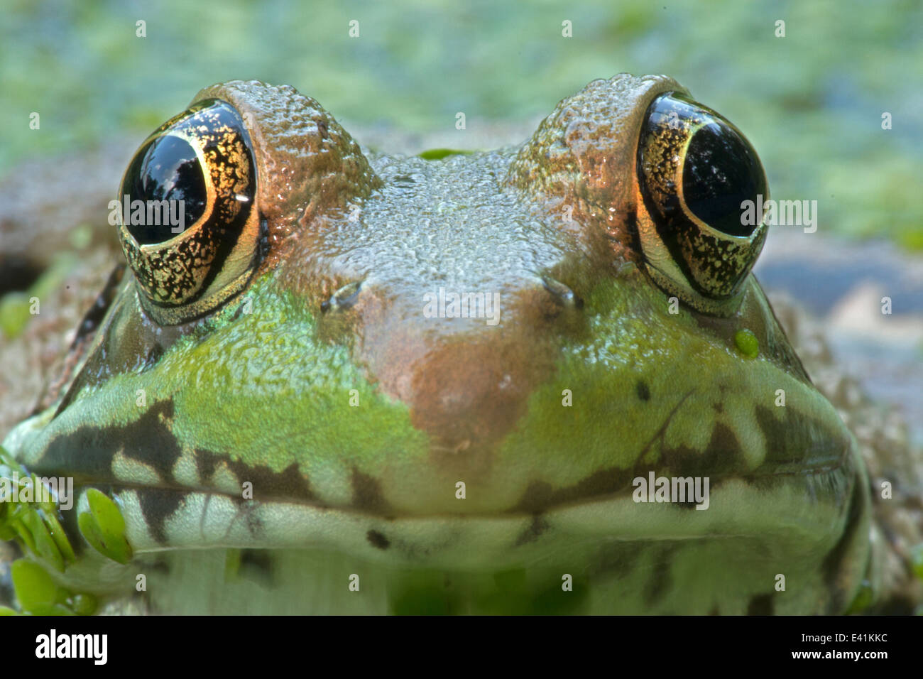Chytrid skin frog hi-res stock photography and images - Alamy