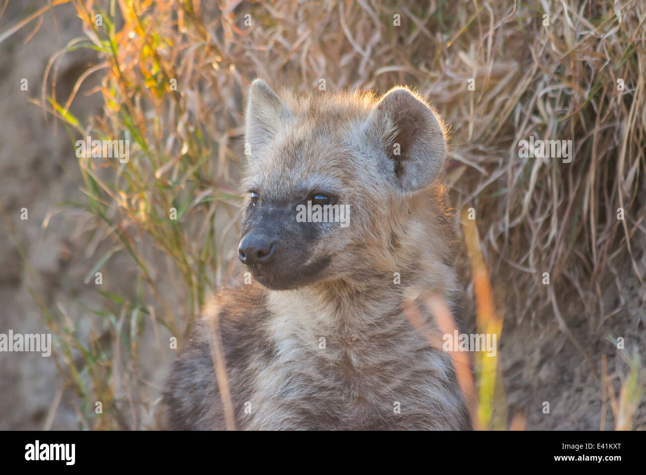 Hyena pup at a den in the wild Stock Photo - Alamy