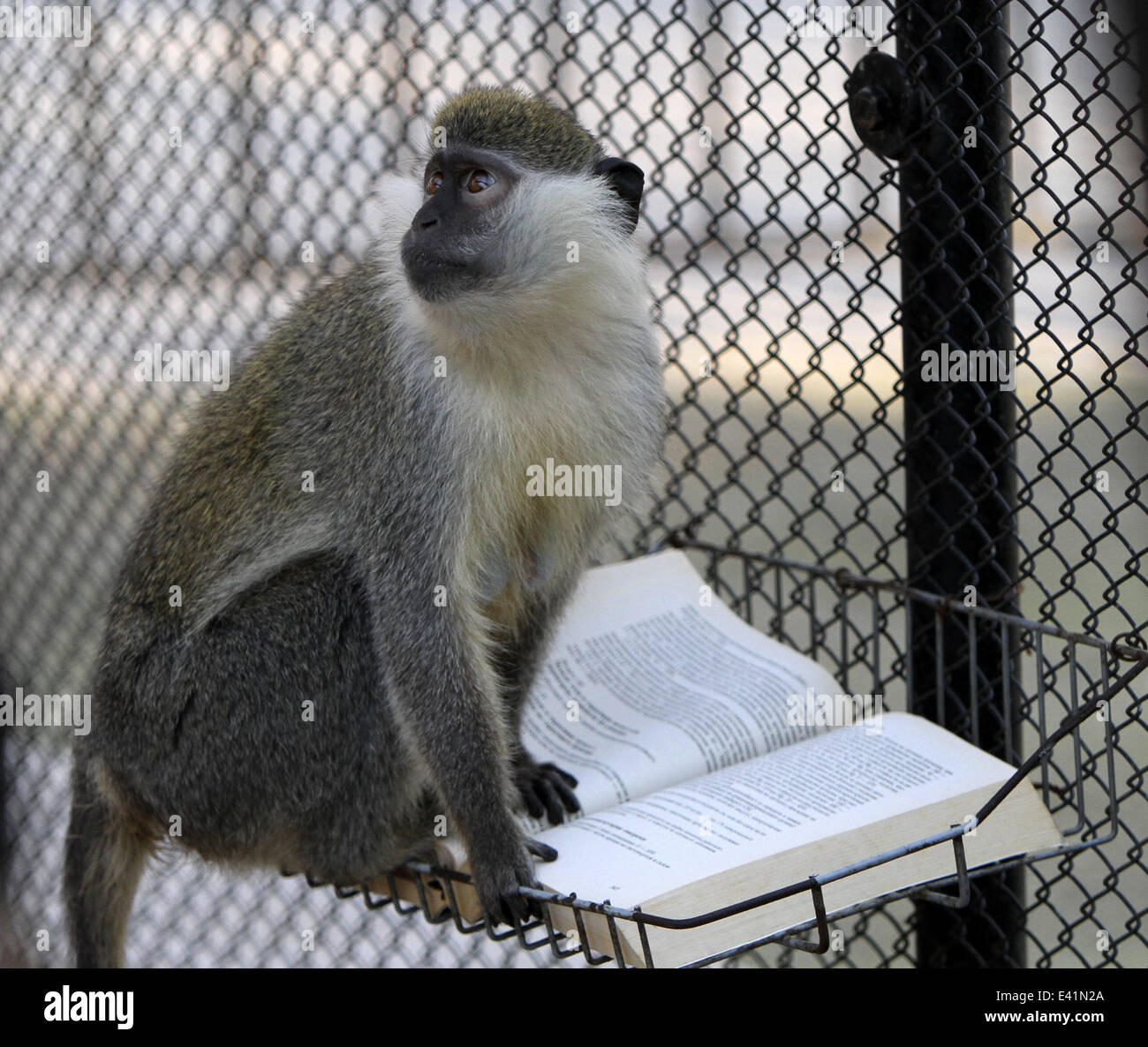 Green sea cat monkey hi-res stock photography and images - Alamy