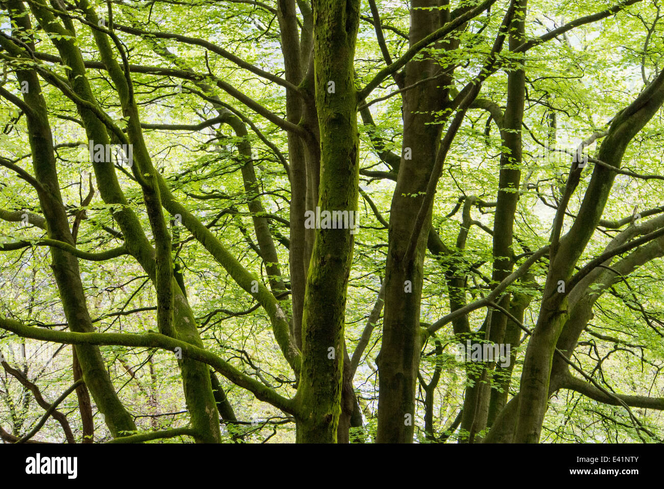 A Beech Tree in Spring, Grasmere, Lake District, UK Stock Photo - Alamy