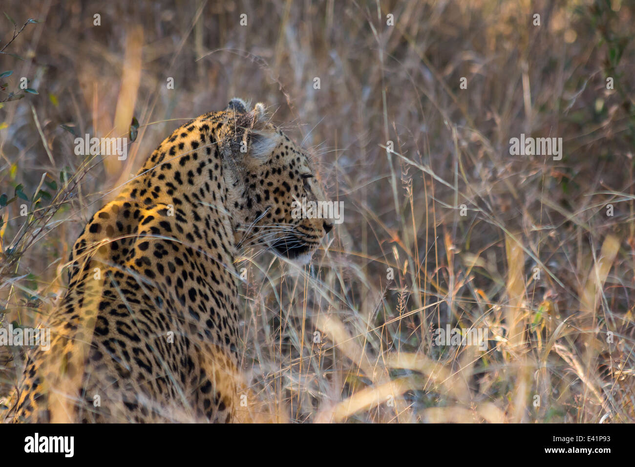 Side profile of a leopard in long grass Stock Photo - Alamy
