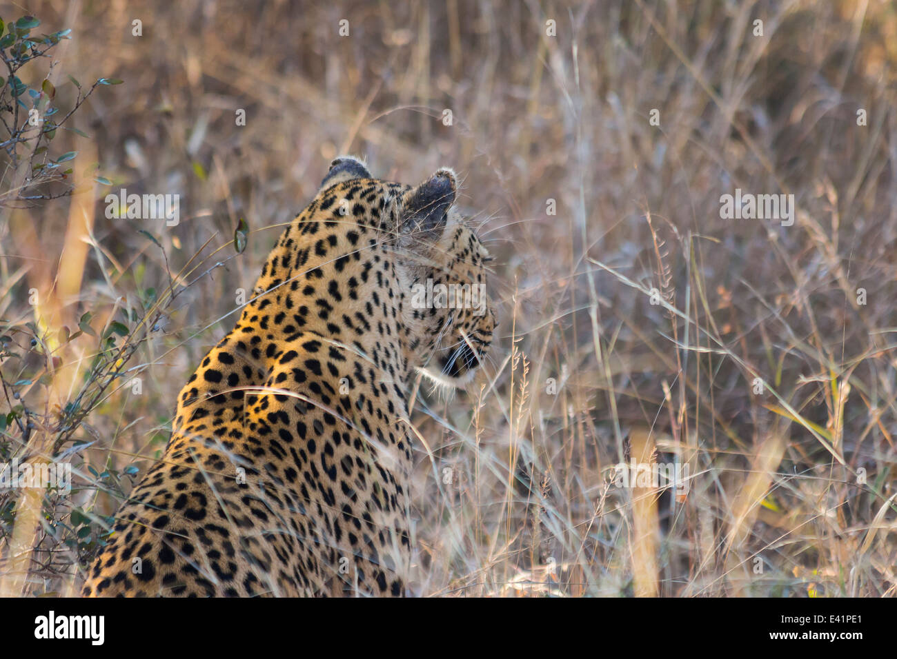 Side profile of a leopard in long grass Stock Photo - Alamy