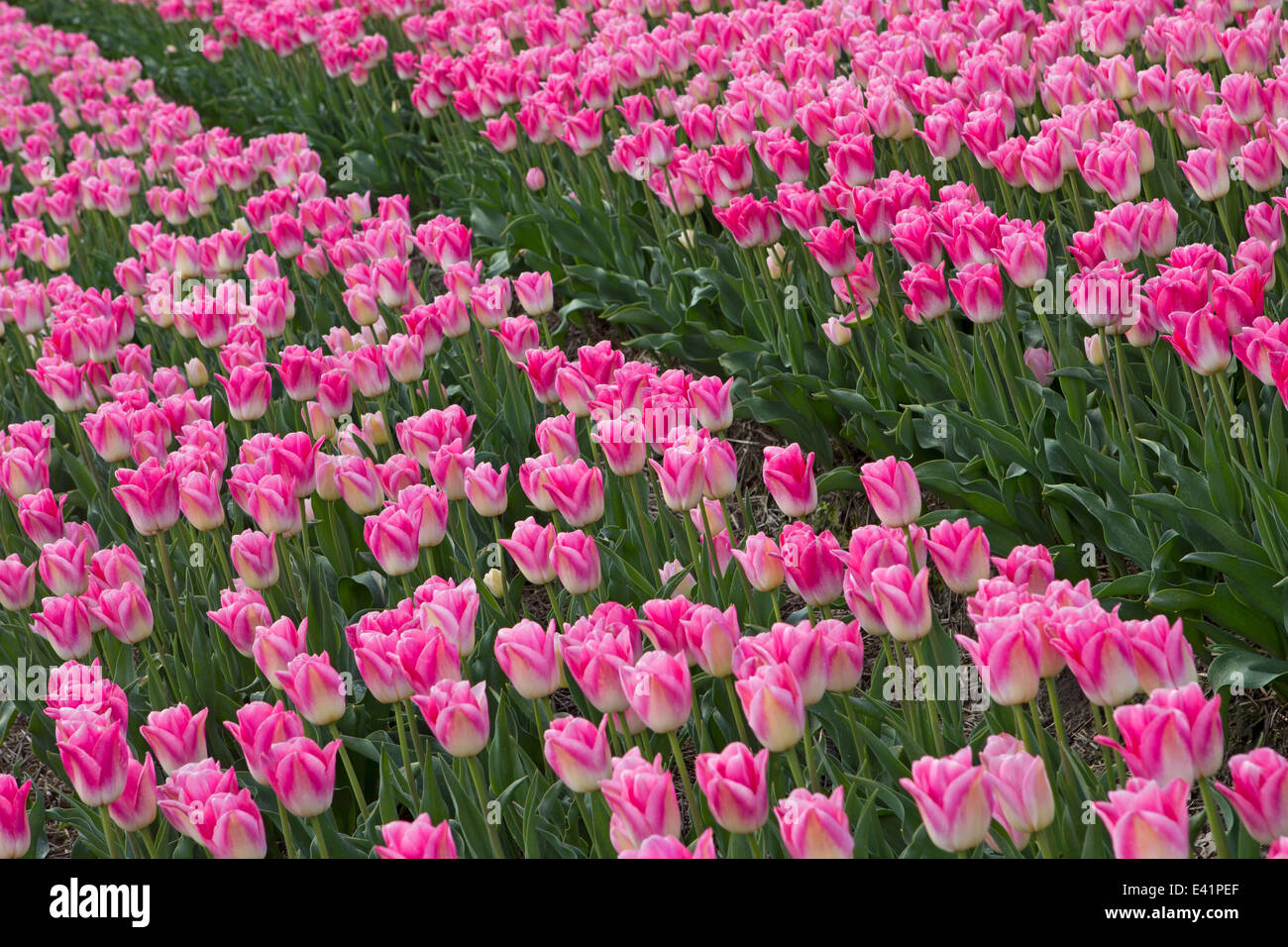 pink tulips, Netherlands Stock Photo - Alamy