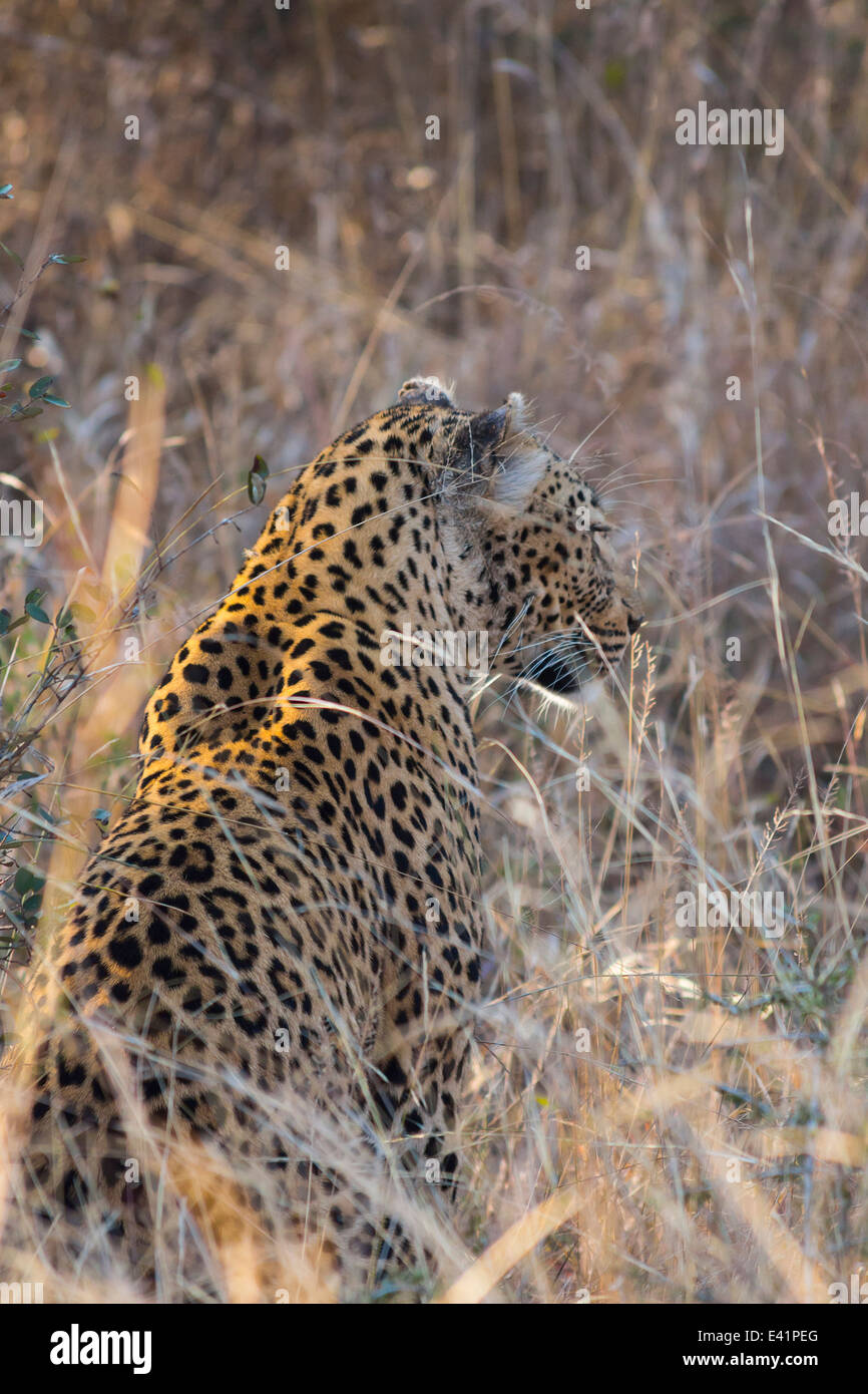 Side profile of a leopard in long grass Stock Photo - Alamy