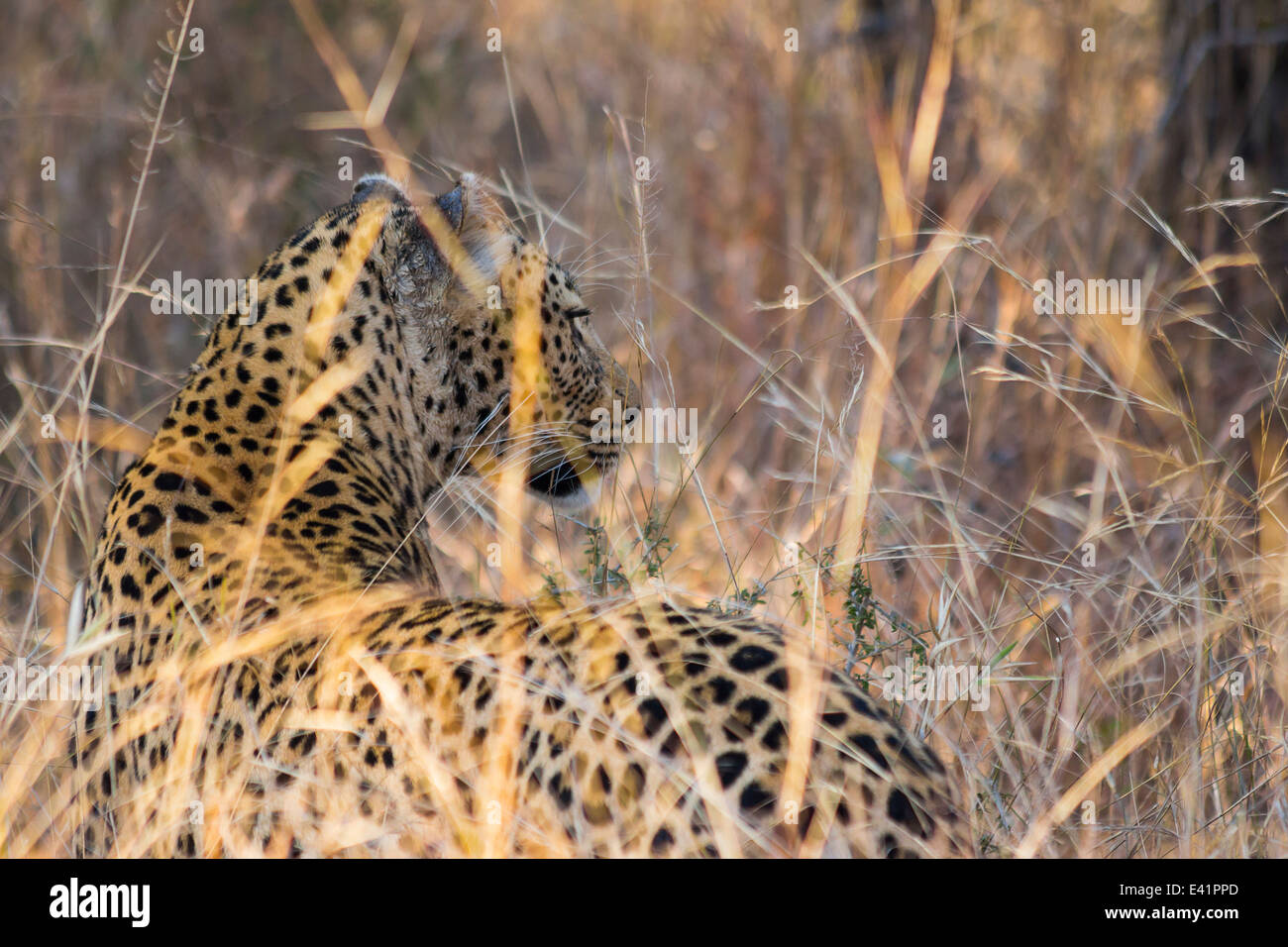 Side profile of a leopard in long grass Stock Photo - Alamy
