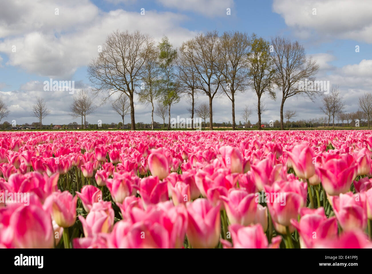 pink tulips, Netherlands Stock Photo - Alamy