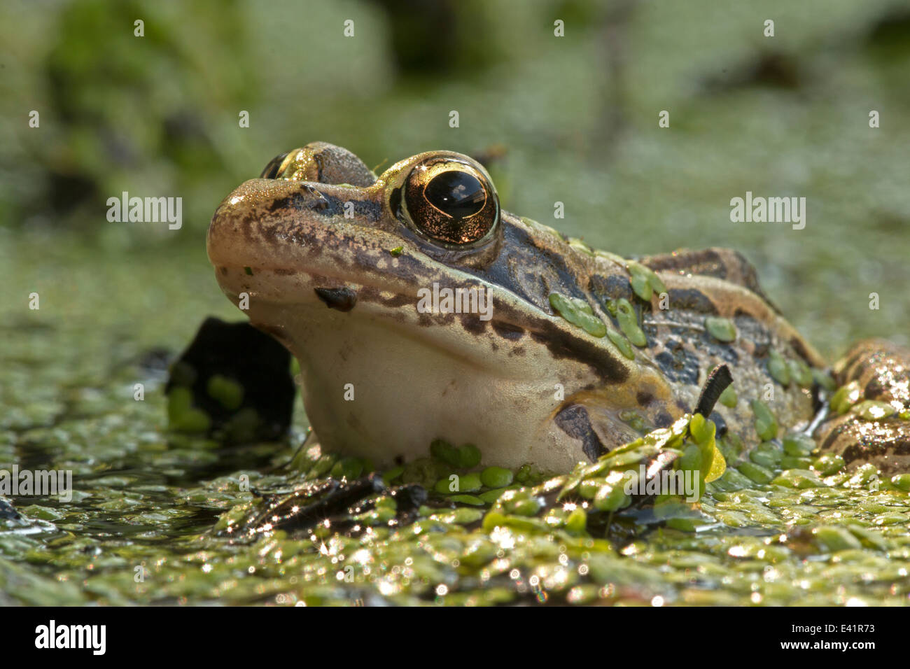 Habitat rana pickerel hi-res stock photography and images - Alamy
