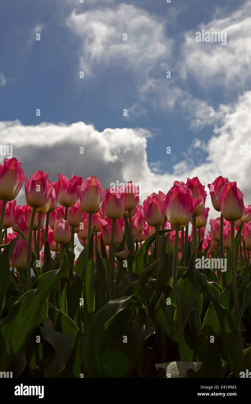 Blue sky netherlands hi-res stock photography and images - Alamy
