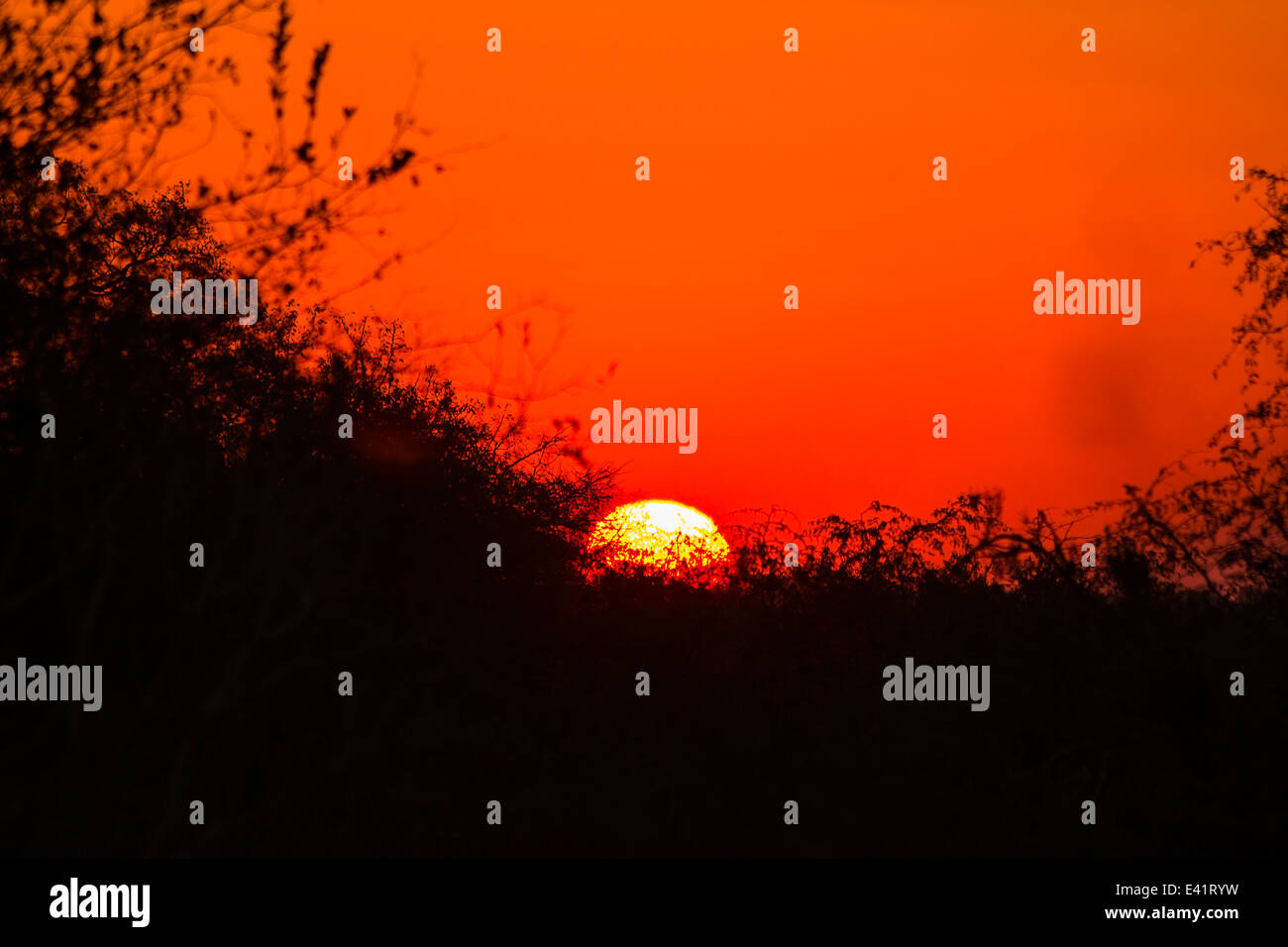 African sunset behind tree hi-res stock photography and images - Alamy