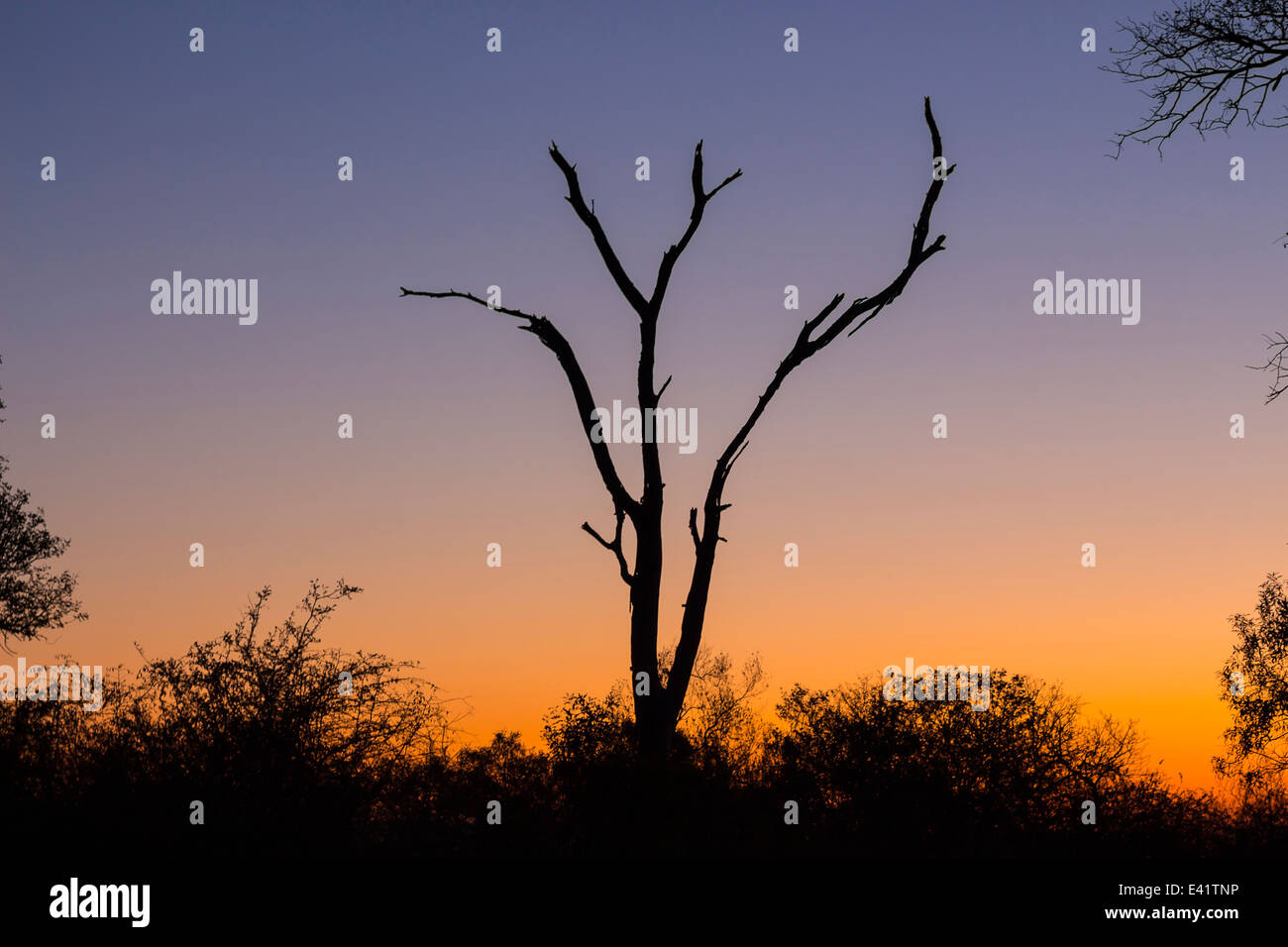 Dead tree silhouette and beautiful landscape trees silhouette hi-res ...