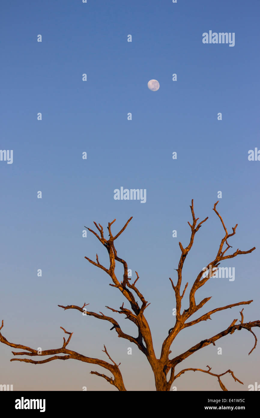 Early morning lighting up a dead tree with the moon in the background ...