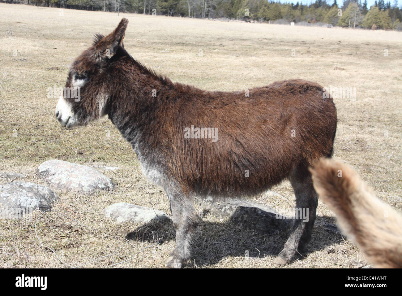 Dark brown Donkey standing in a field in early spring Stock Photo - Alamy