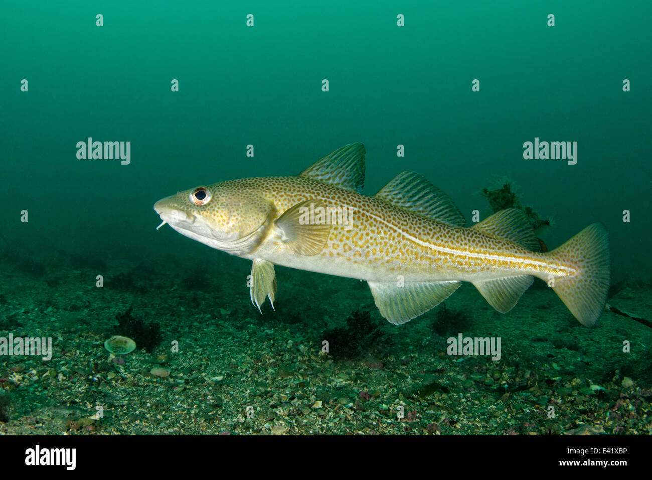 Codling gadus morhua hi-res stock photography and images - Alamy