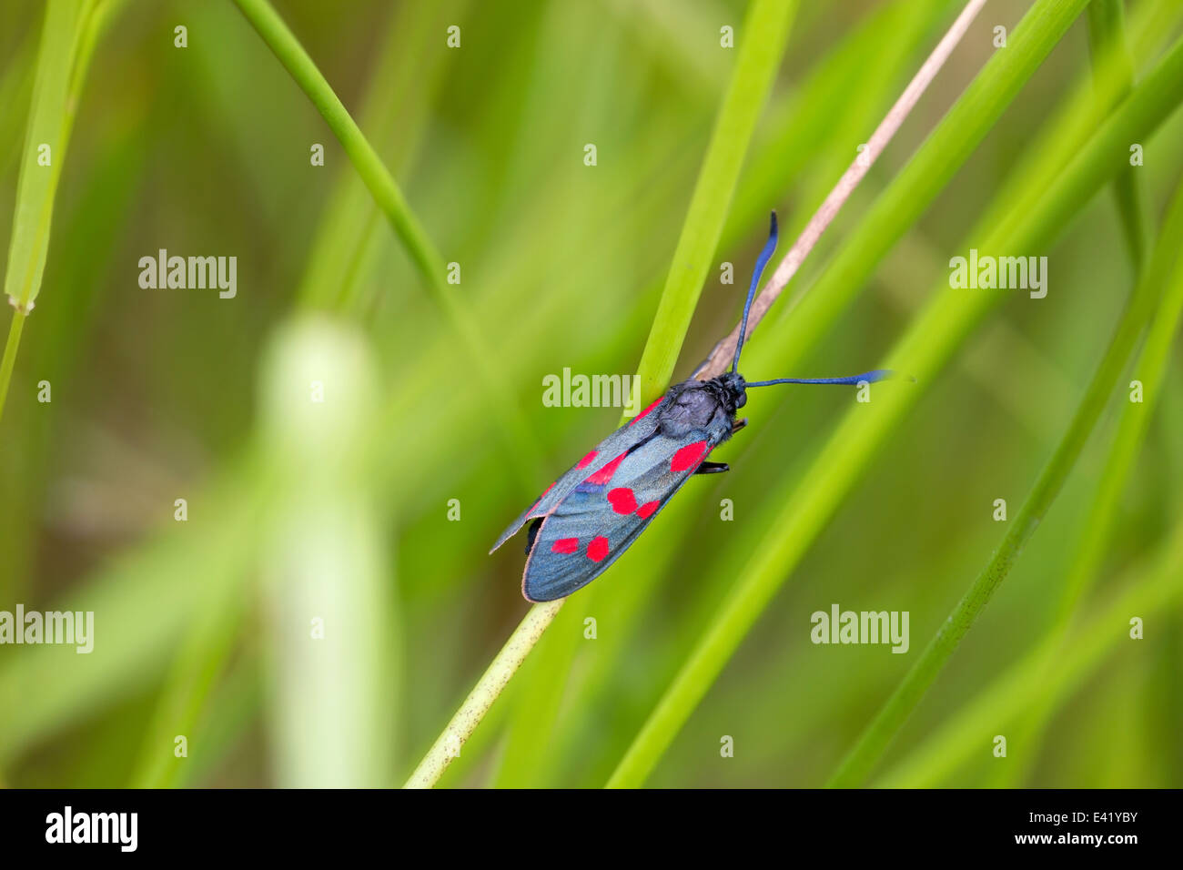 Butterfly insect animal nature hi-res stock photography and images - Alamy