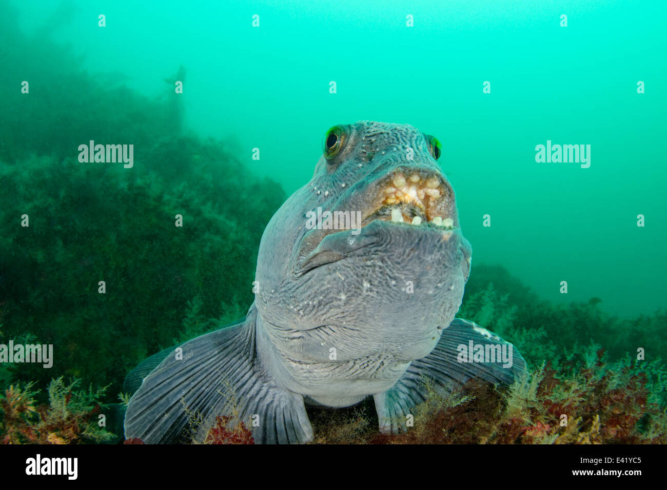 Anarhichas lupus, Atlantic wolffish, little Strytan, small chimney ...