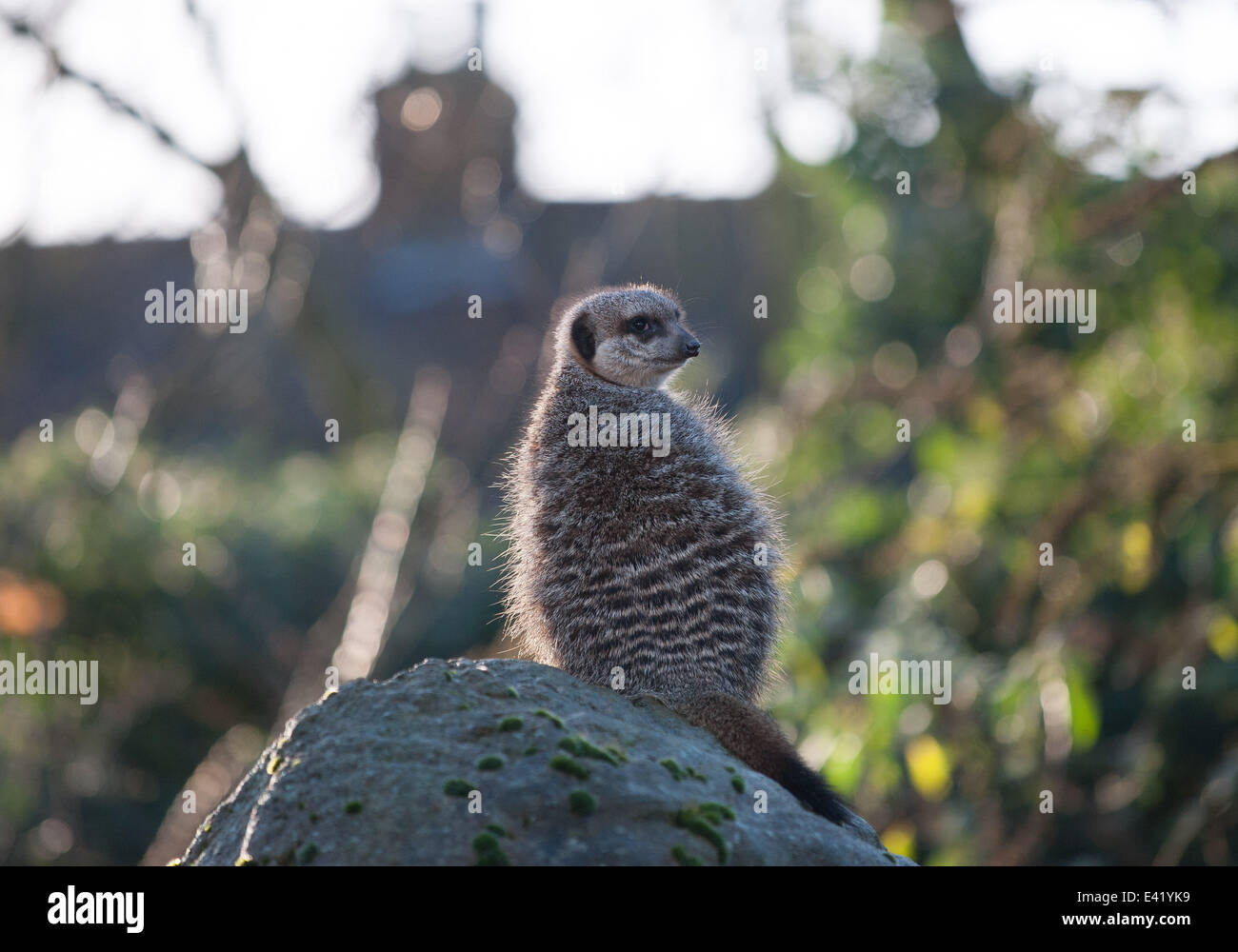 All the animals are counted during the annual stock take at ZSL London ...