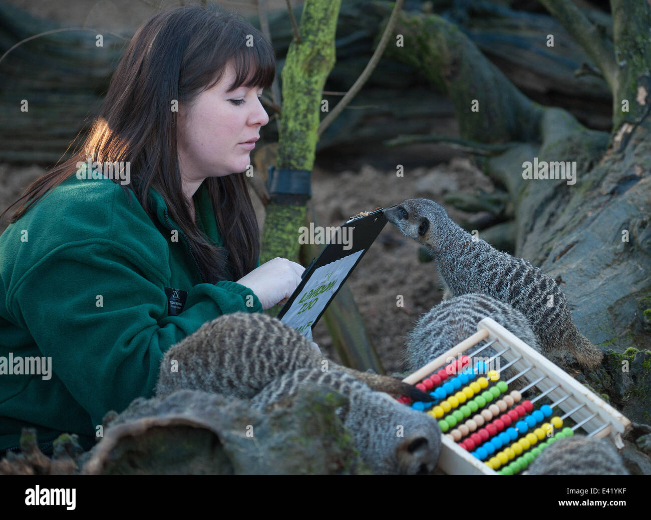 All the animals are counted during the annual stock take at ZSL London ...