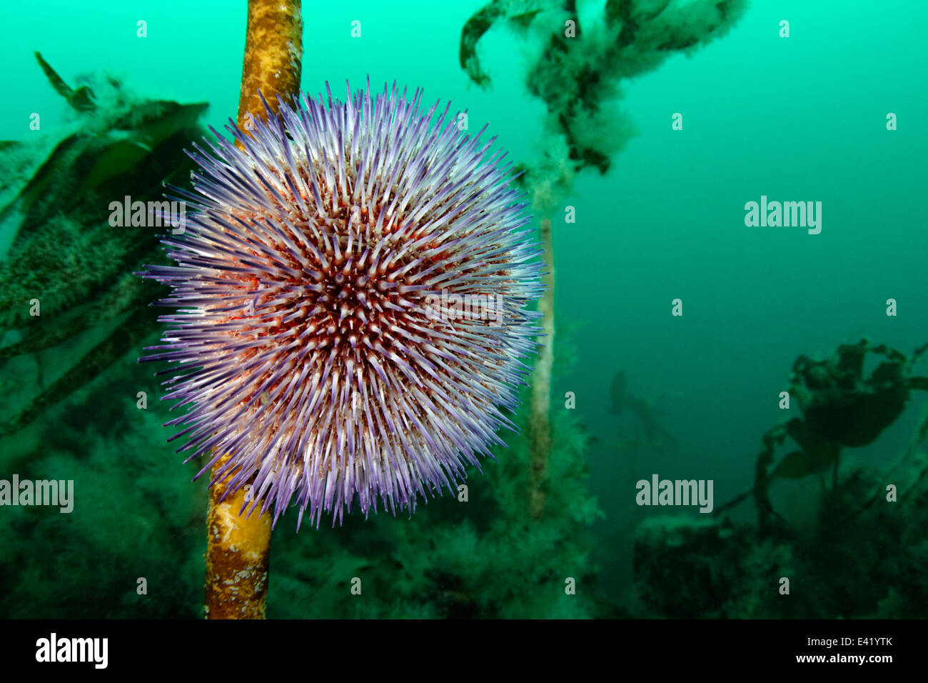 Purple or Violet Sea Urchin, Reykjavík, Gardur, Faxafloi-Bay, Iceland ...