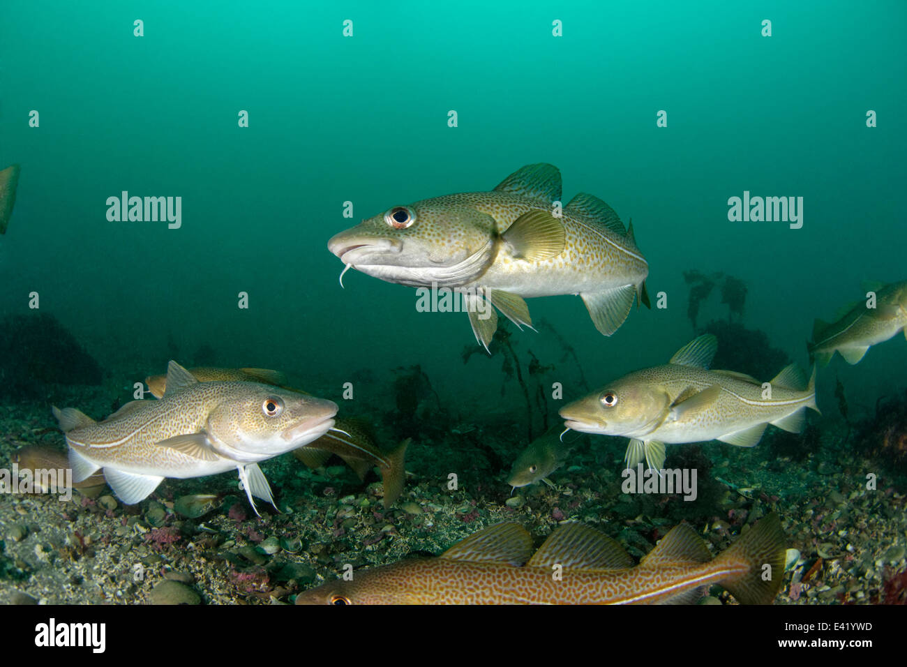 Atlantic Cod, little Strytan, small chimney, Akureyri, Eyjafjord, North ...