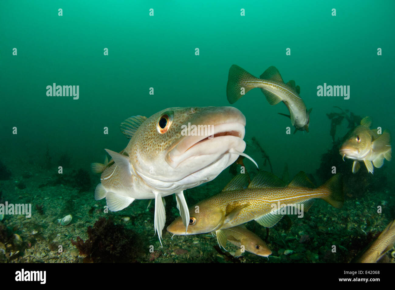 Atlantic Cod, little Strytan, small chimney, Akureyri, Eyjafjord, North ...