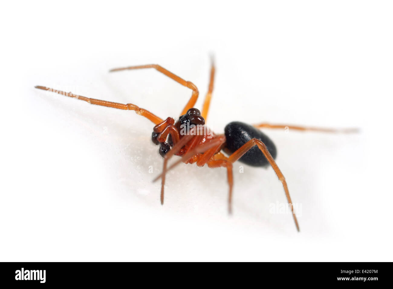 Male Marsh knob-head spider (Hypomma bituberculatum), part of the ...